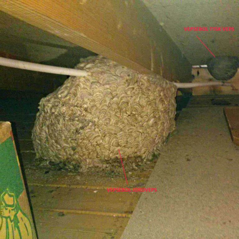 Nippon vepsebolskum 300ml. til bruk mot vepsebol, maur og andre ...